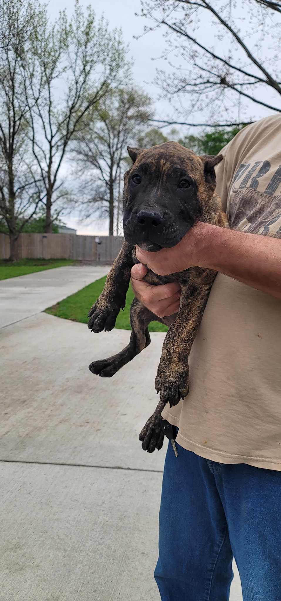 Dog-fi | Headphone Reviews and Discussion - Head-Fi.org