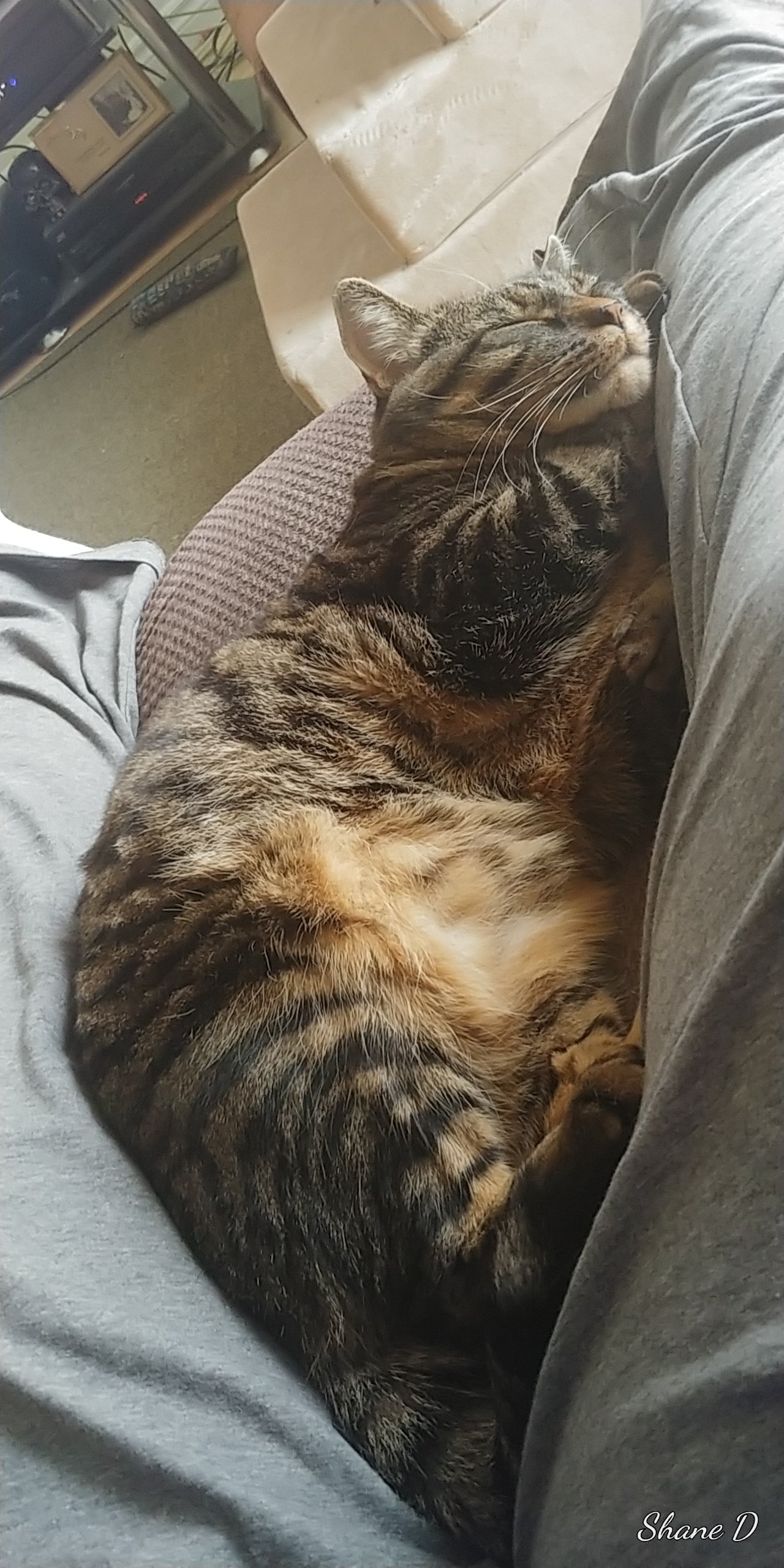 Cat-Fi | Headphone Reviews and Discussion - Head-Fi.org