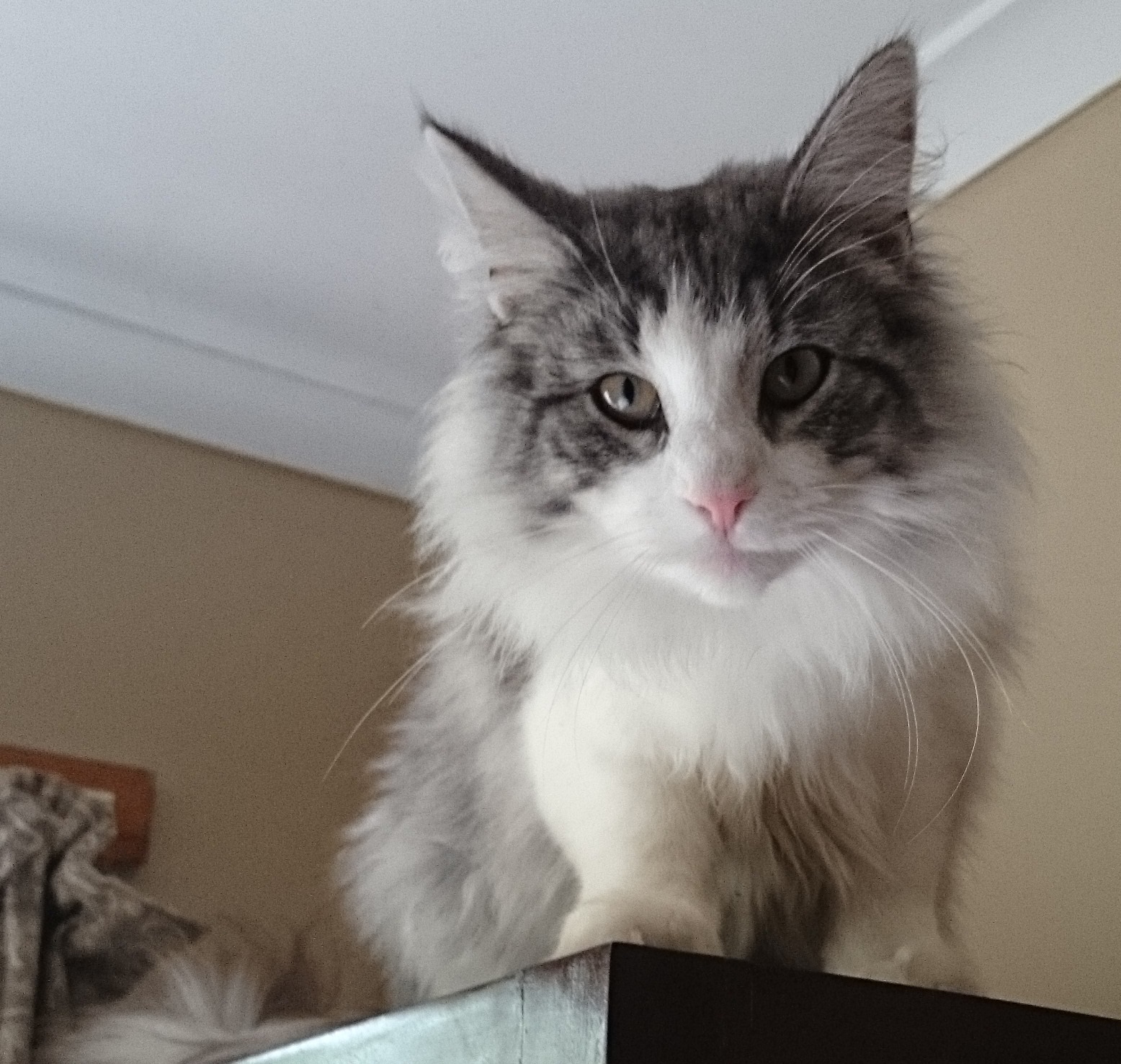 Cat-Fi | Page 60 | Headphone Reviews and Discussion - Head-Fi.org