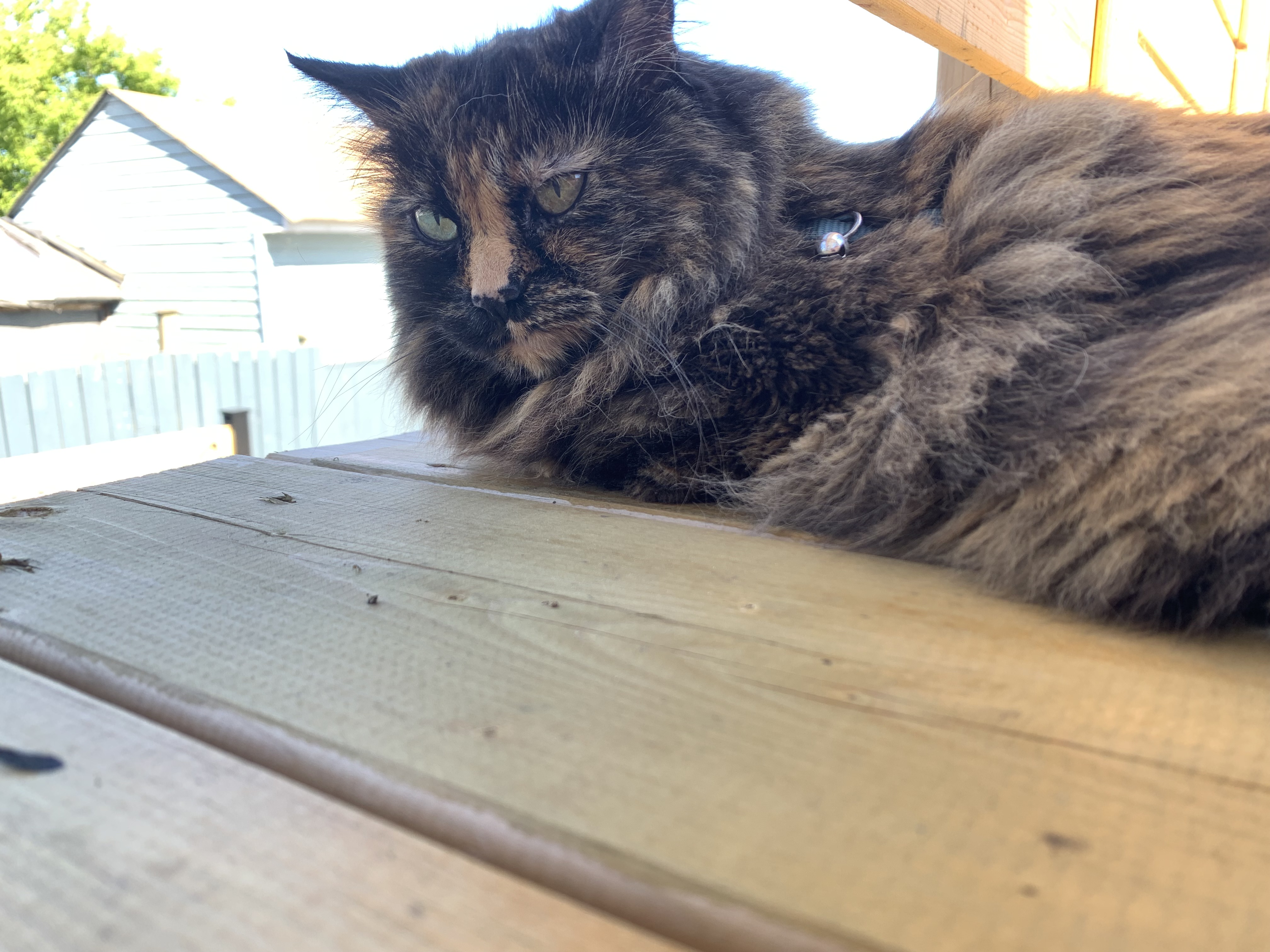 Cat-Fi | Page 64 | Headphone Reviews and Discussion - Head-Fi.org