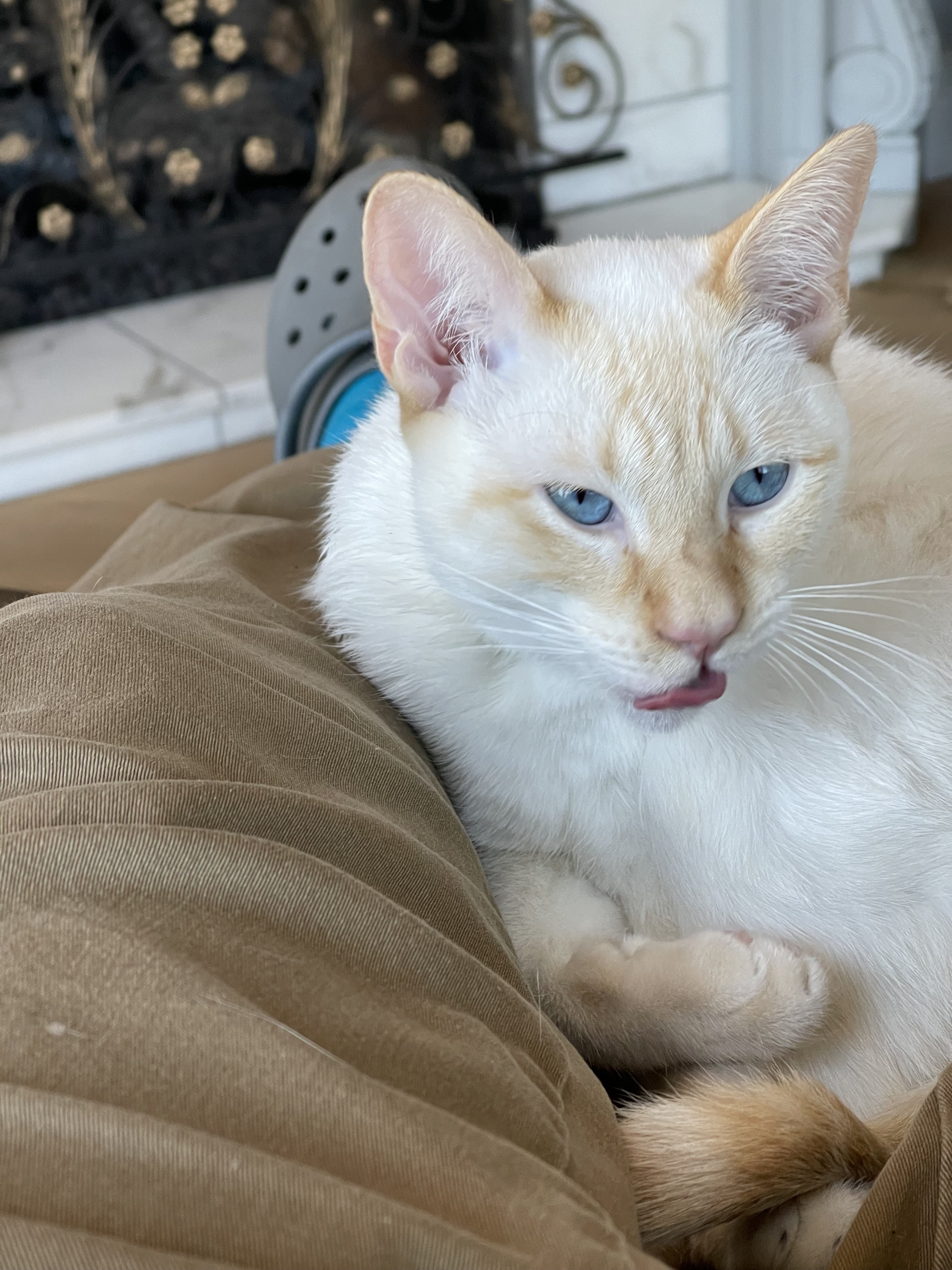 Cat-Fi | Headphone Reviews and Discussion - Head-Fi.org