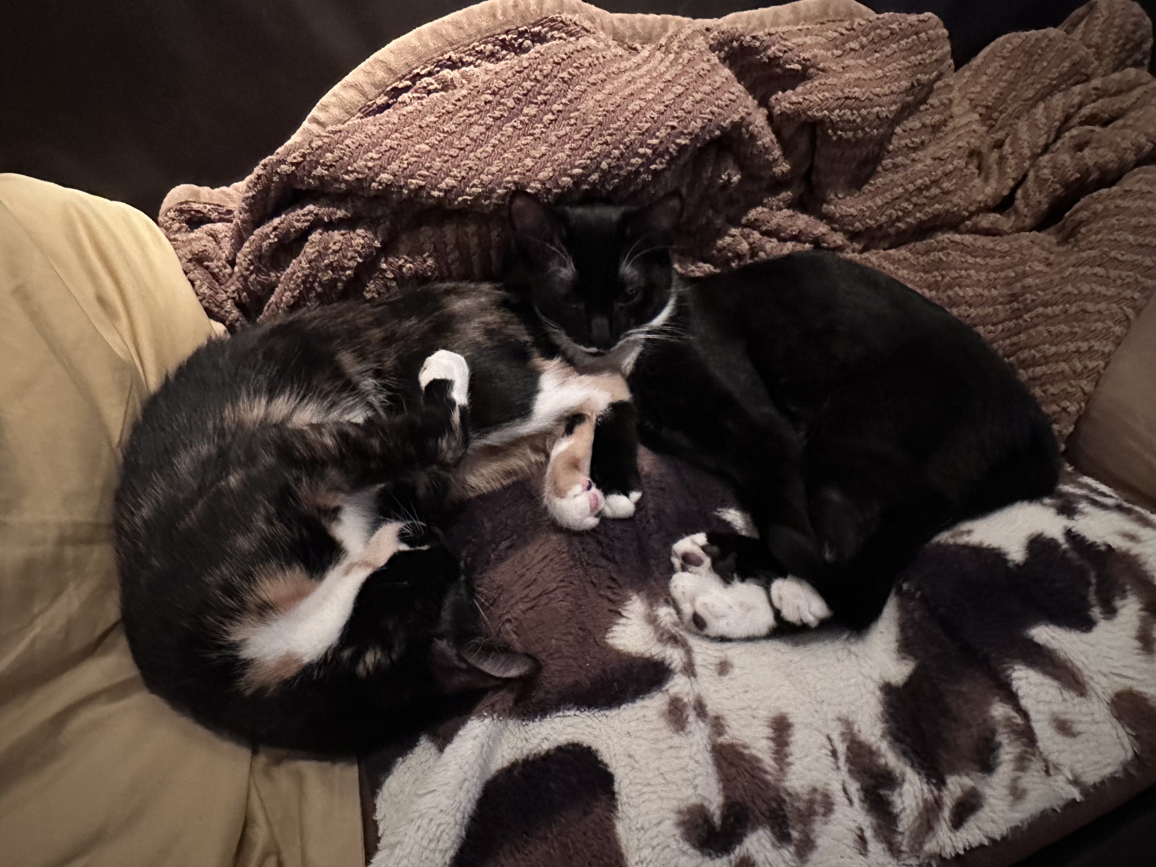 Cat-Fi | Page 82 | Headphone Reviews and Discussion - Head-Fi.org