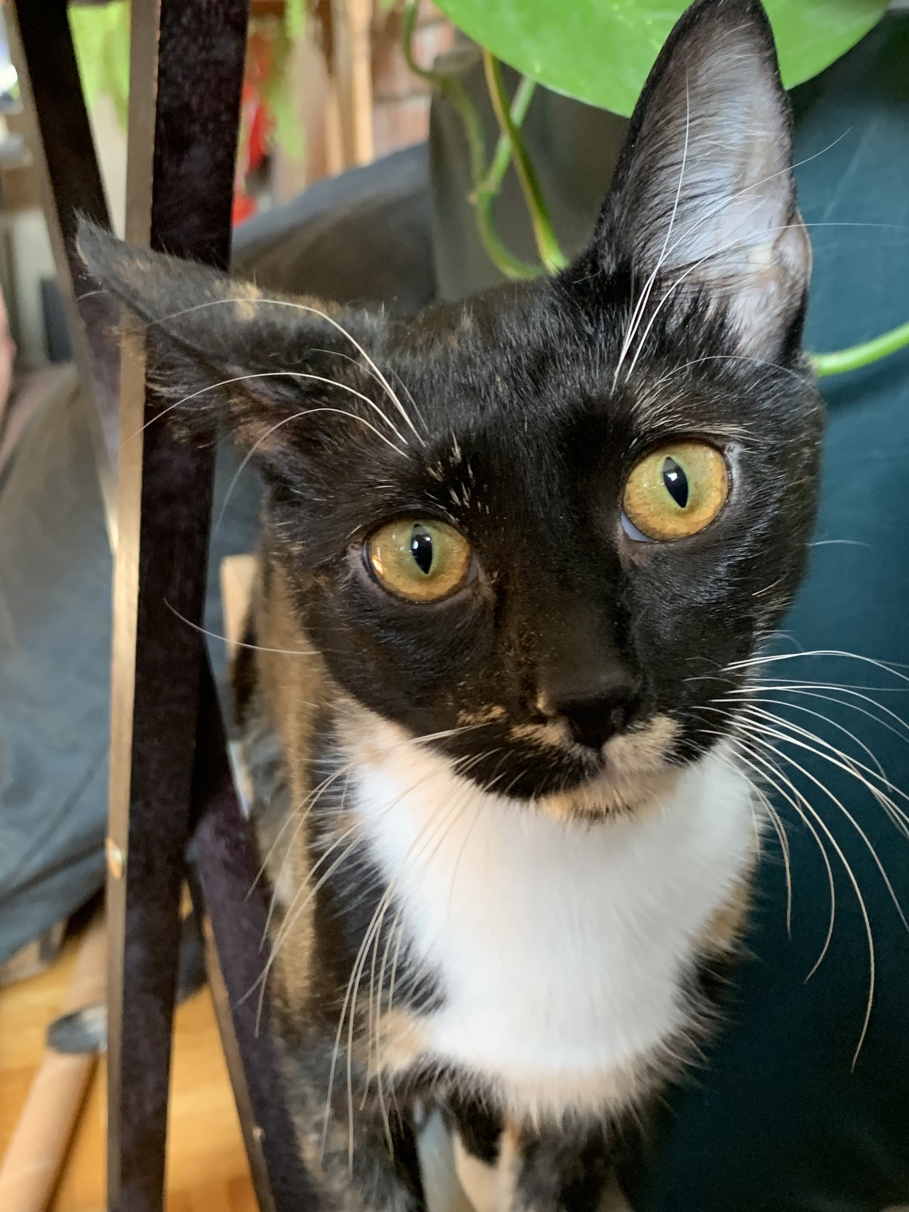 Cat-Fi | Page 84 | Headphone Reviews and Discussion - Head-Fi.org