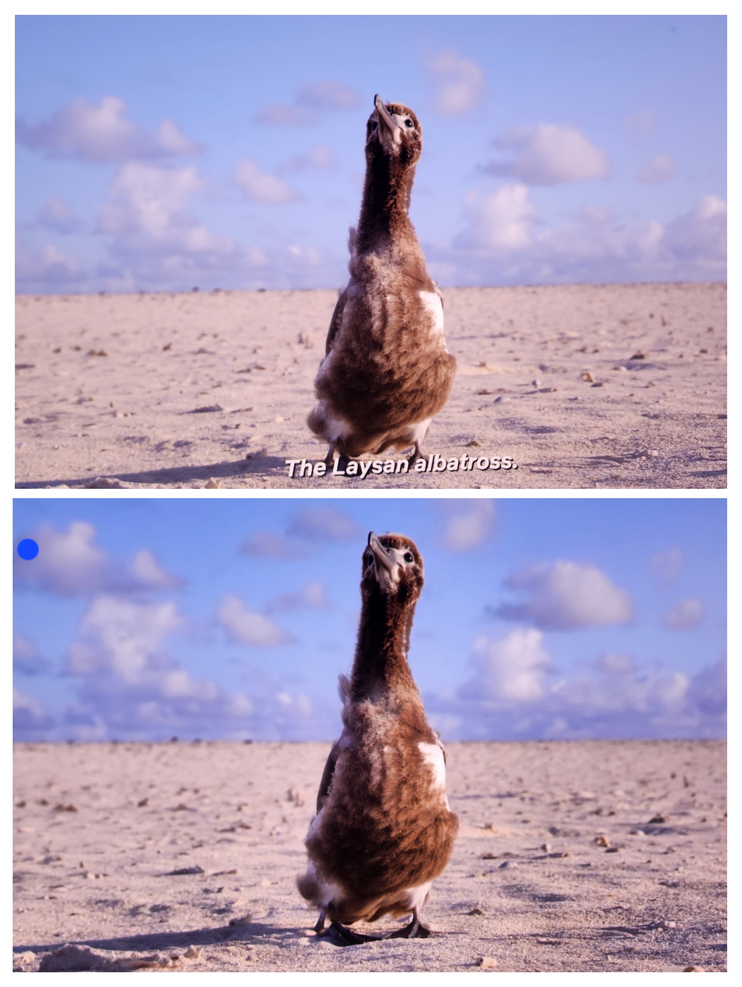 iFi Audio announces the HDMI iSilencer | Headphone Reviews and Discussion - Head-Fi.org