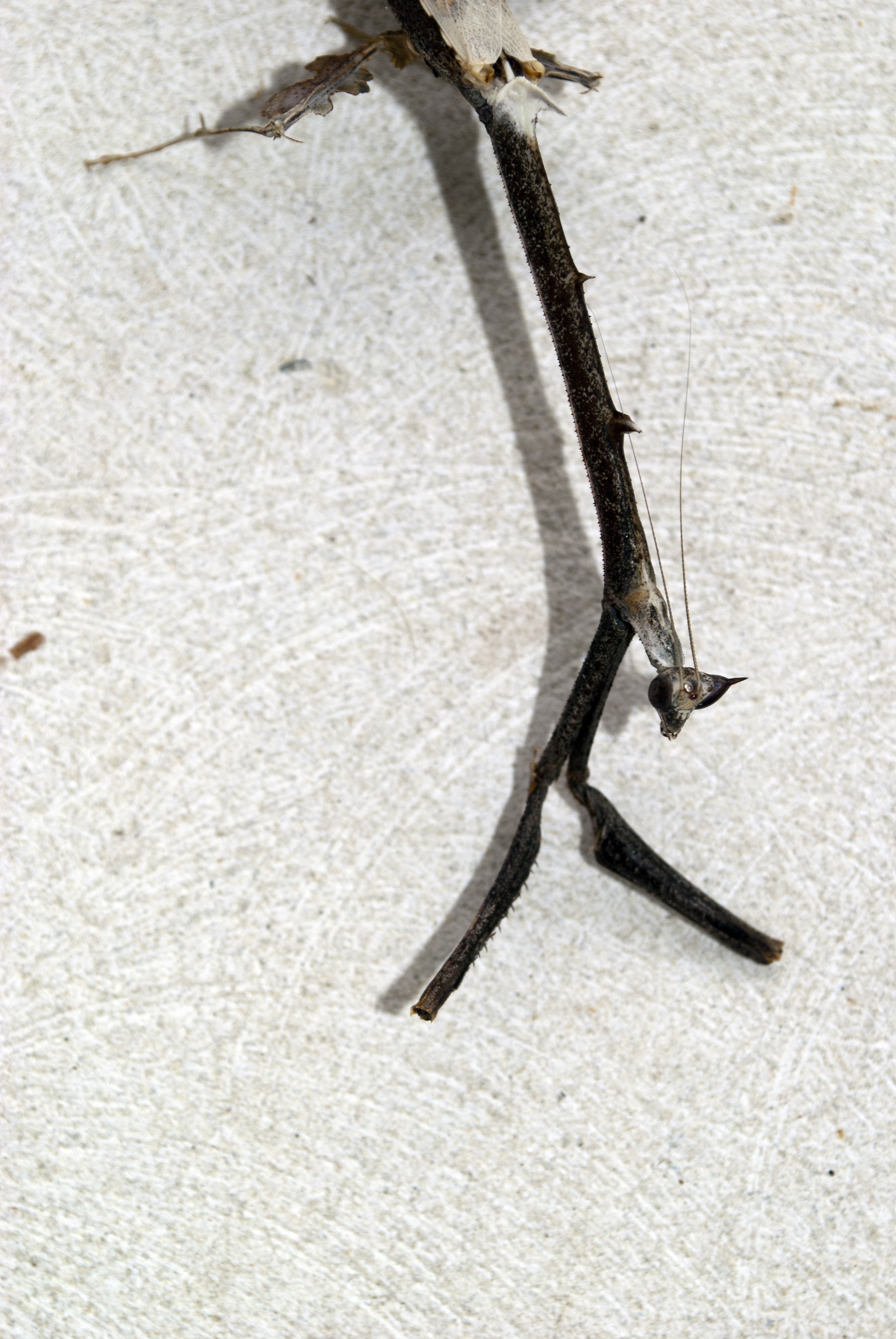 The Official Head Fi Ear Wax Thread - Thread Gallery | Headphone ...