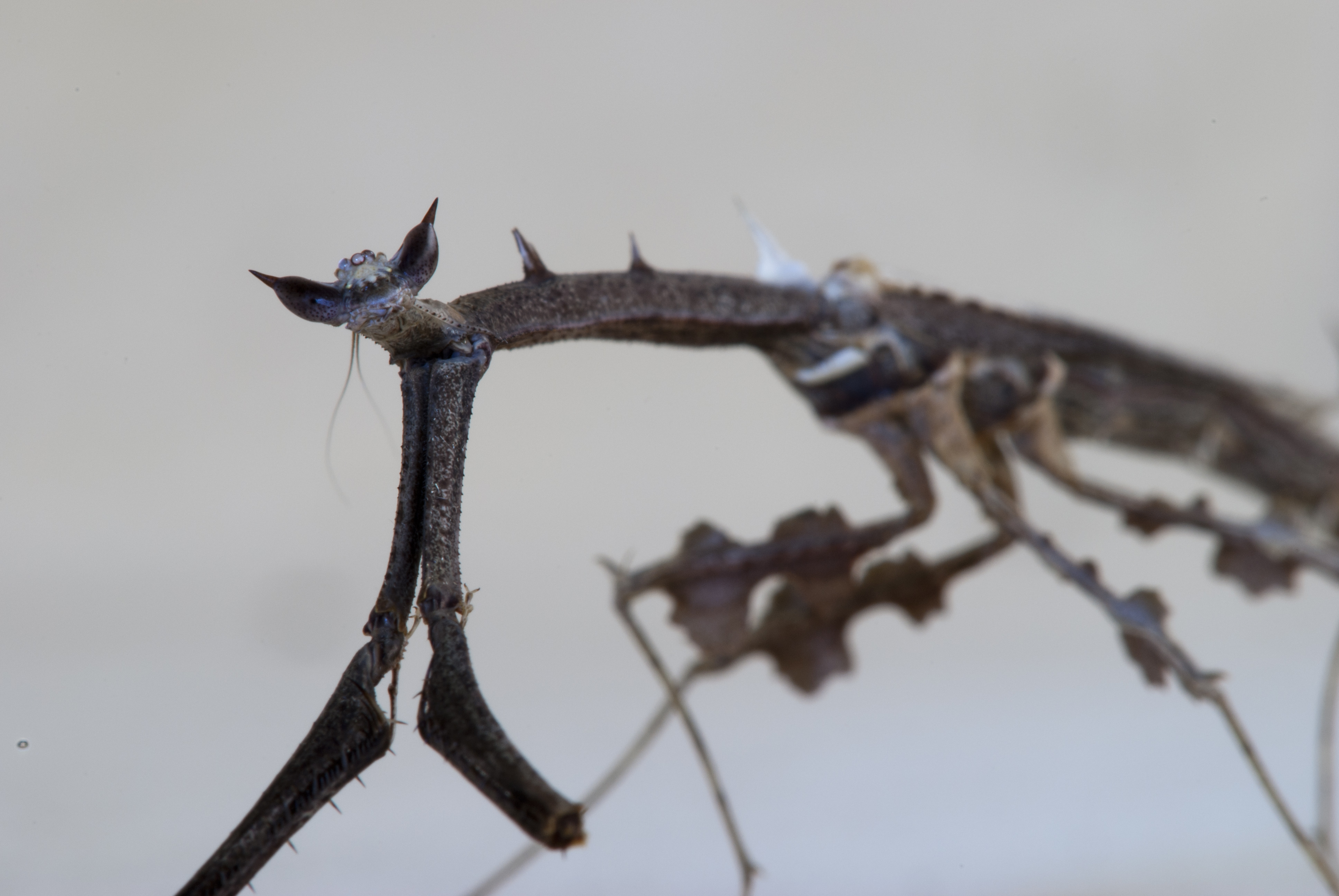 The Official Head Fi Ear Wax Thread - Thread Gallery | Headphone ...