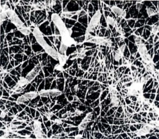 Sony MDR-CD770 | Headphone Reviews and Discussion - Head-Fi.org